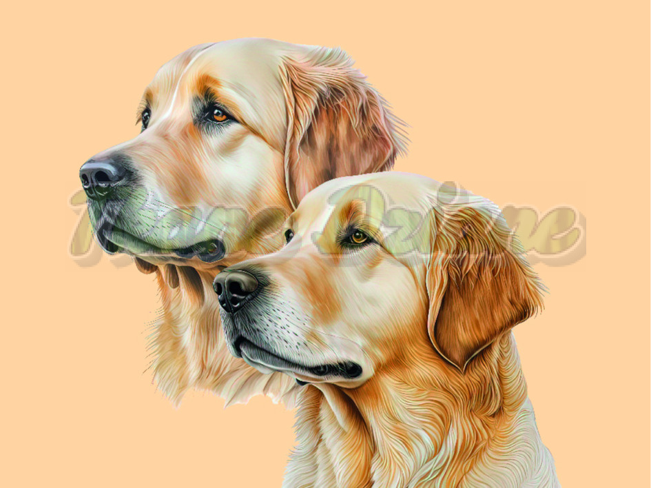 TkaneDziane.pl > PANEL DRUKOWANY DWA GOLDENY RETRIEVER PORTRET W LEWO NR 6